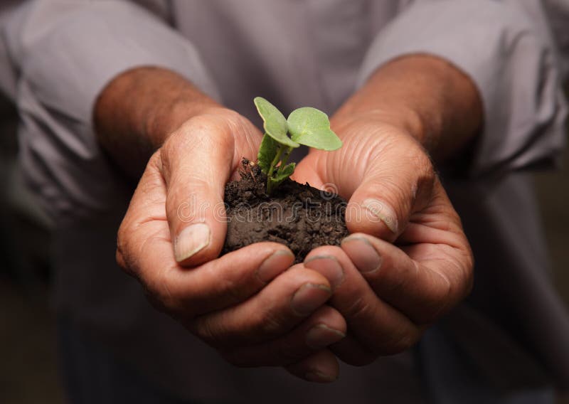 Mains Vertes De Pousse Et D'enfants Photo stock - Image du vert, doigt ...