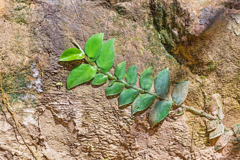 Pousse verte image stock. Image du pousse, graine, accroissement - 31419707