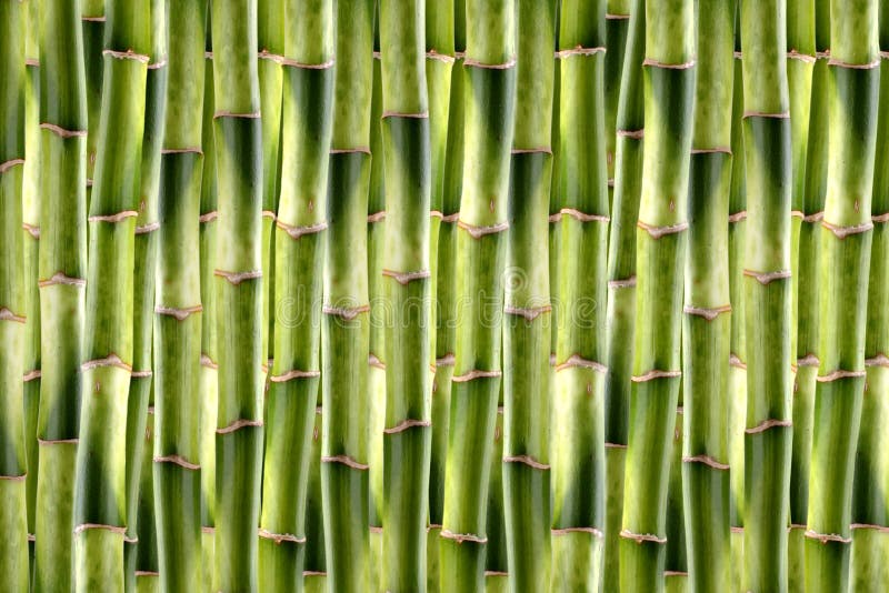 Pousses de bambou image stock. Image du nature, jardin - 7505495