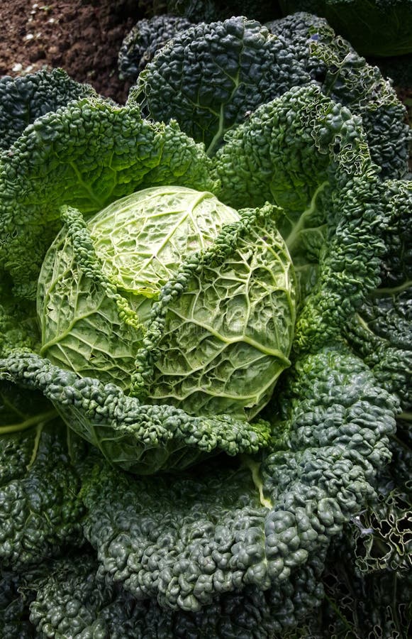 Pousses de chou photo stock. Image du croissance, ground - 20057098