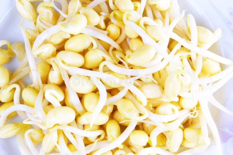 Pousses de soja photo stock. Image du ingrédient, clair - 59465516