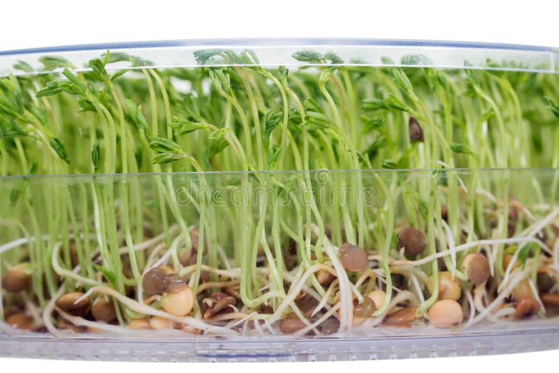 Pousses de soja. image stock. Image du pile, pousse, fond - 35380017