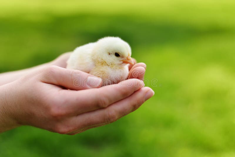 3,747 Photos de Dans De Des Mains Poussin - Photos de stock gratuites ...