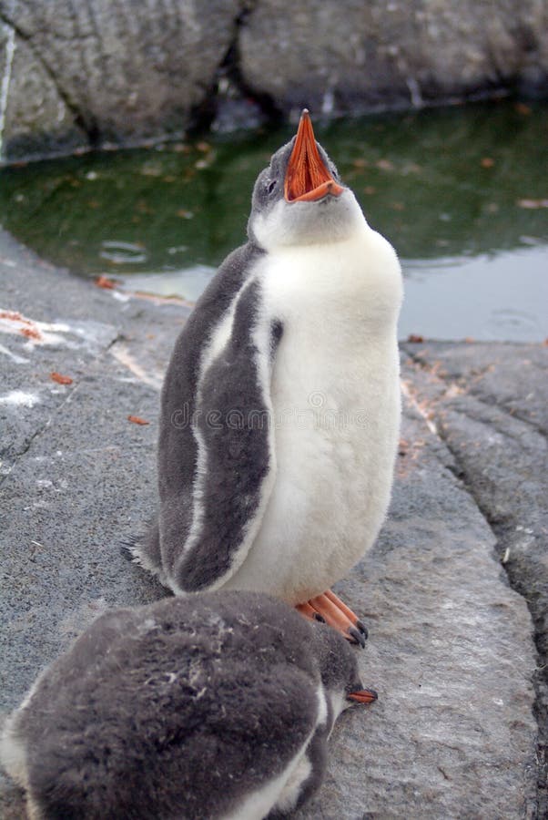 327 Photos de Pingouin Bec Ouvert - Photos de stock gratuites et libres ...