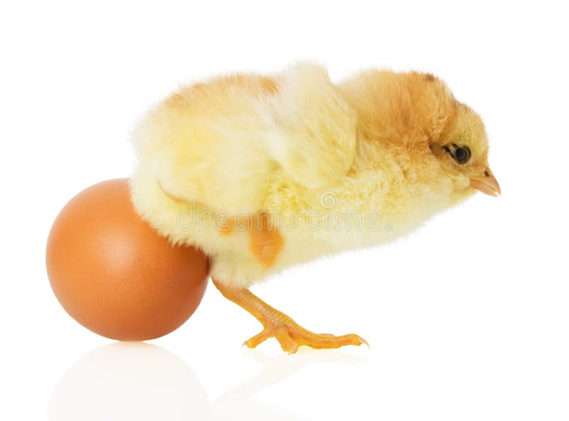 Poussin Et Oeuf Sur Le Fond Blanc Image stock - Image du bétail, nana ...