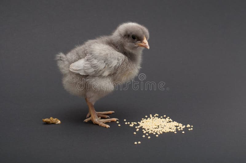 Poussin Gris Isolée Sur Le Fond Blanc. Photo stock - Image du duvet ...