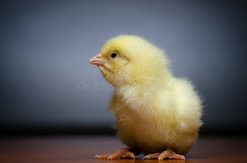Poussin jaune mignon photo stock. Image du alimentation - 54325344
