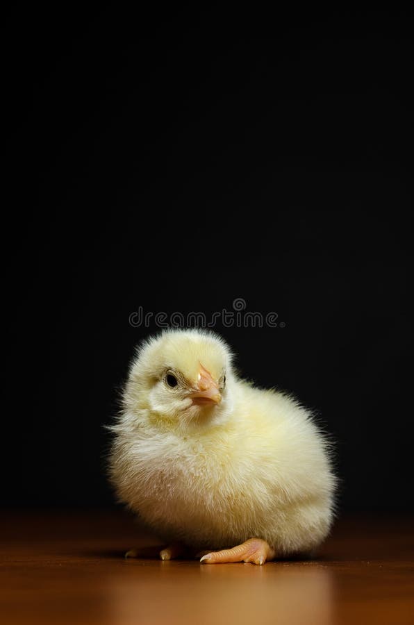 Poussin jaune mignon photo stock. Image du alimentation - 54325344