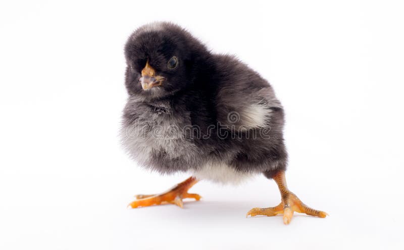 Petit poussin noir photo stock. Image du fermer, nana - 87761254