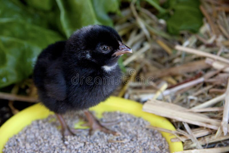 Poussin noir de bébé photo stock. Image du ferme, nana - 31158652