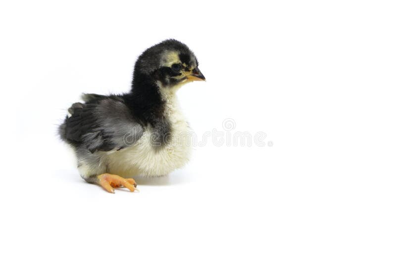 Poussins Noirs Et Blancs Sur Fond Blanc Photo stock - Image du ...