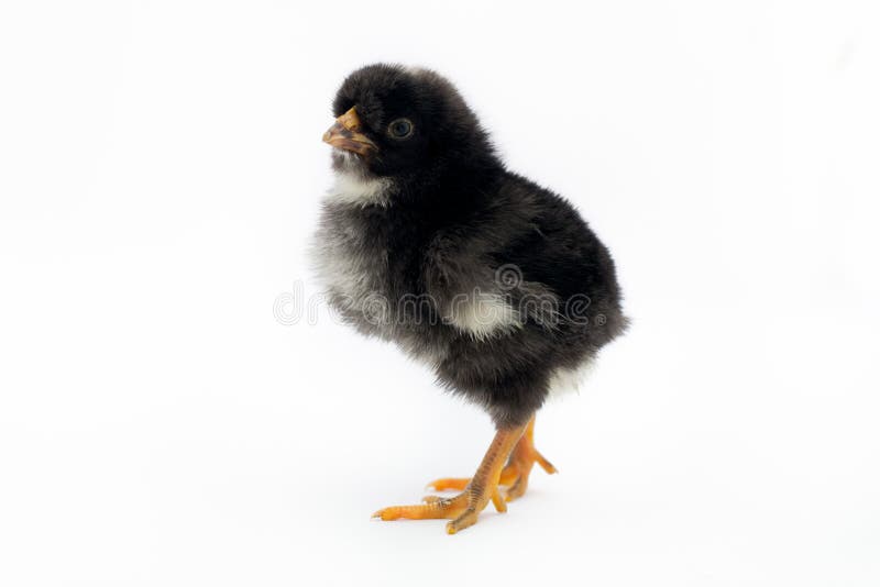 Petit poussin noir photo stock. Image du fermer, nana - 87761254