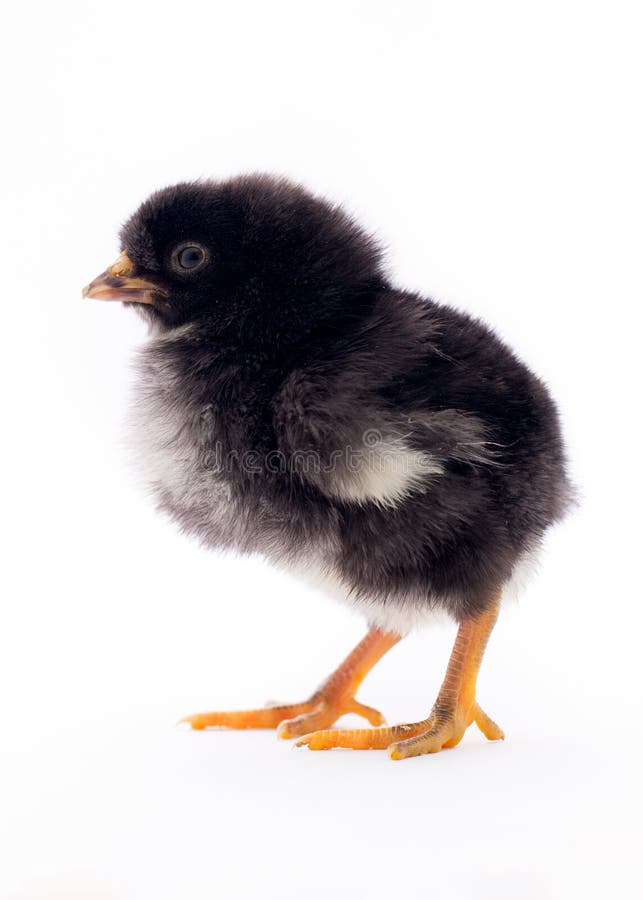 Petit poussin noir photo stock. Image du fermer, nana - 87761254
