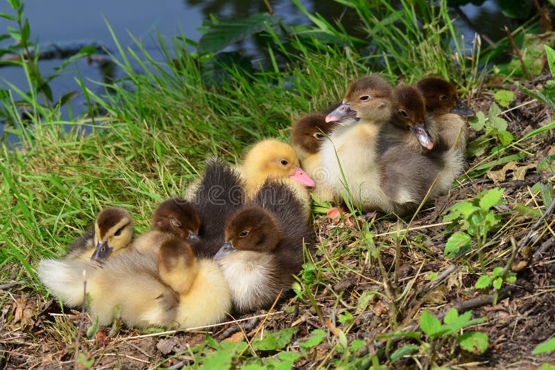 Poussins de canard musqué photo stock. Image of muscovy - 31747096