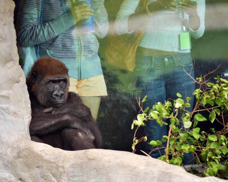 Pouting Chimp stock photo. Image of arms, wall, watch - 4643946