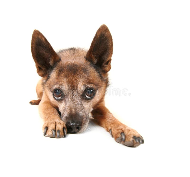 Pouting dog stock photo. Image of breed, canine, pouting - 19038964