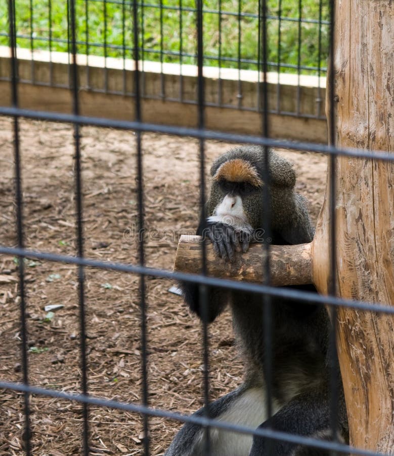 Pouting Primate stock photo. Image of brazzas, pout, frown - 13060710