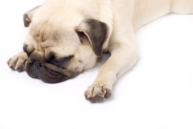 A Pouting Pug, Isolated on White Stock Photo - Image of rest, pure ...