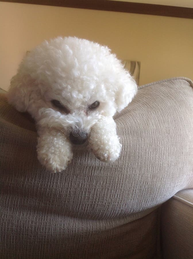 Pouting puppy! stock image. Image of front, frise, puppy - 90516493