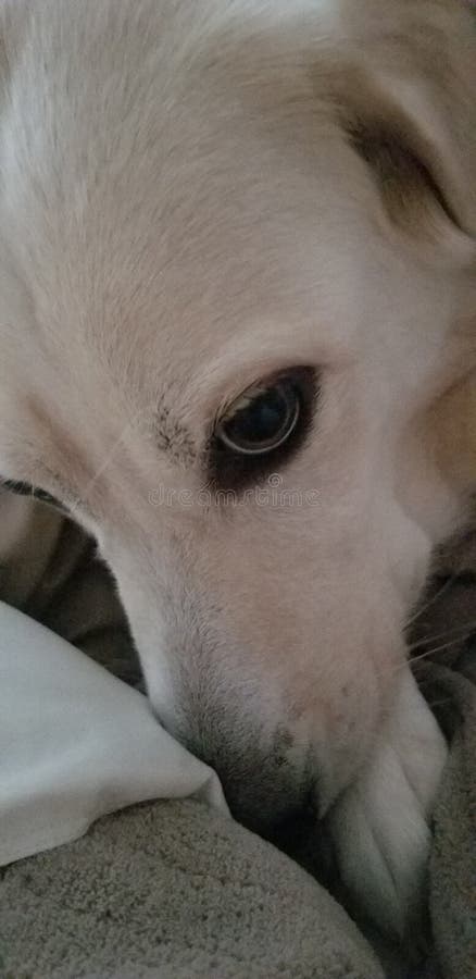 Pouty puppy stock image. Image of puppy, labrador, white - 136123245