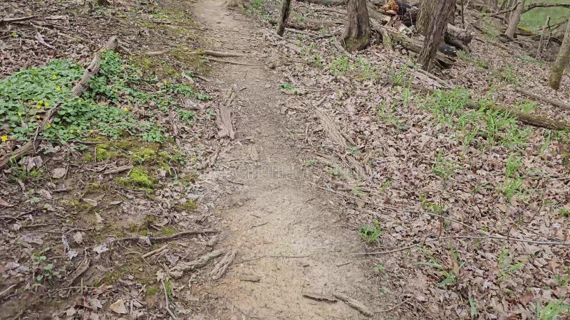 POV Hiking on Dirt Trail Going through Wooded Nature Setting Stock ...