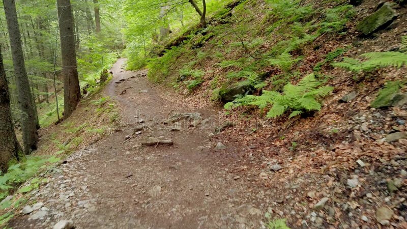 POV Hiking on Trail Path through Green Forest. Point of View Walking in ...