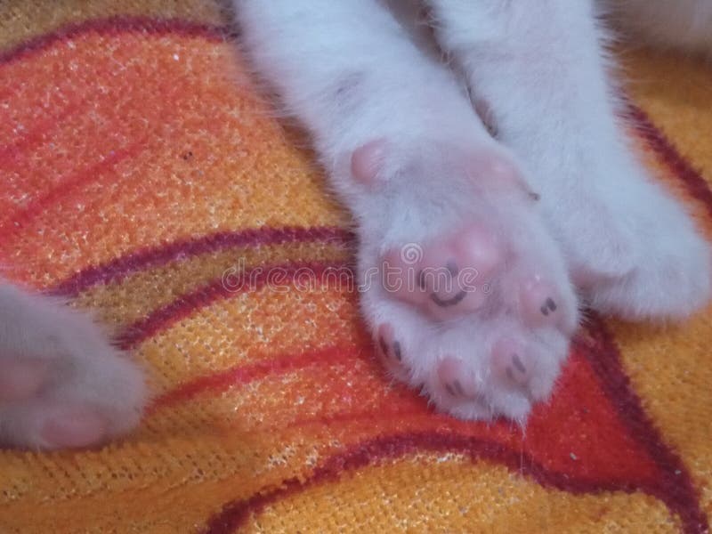 Pow cat kitten stock photo. Image of kitten, cute - 335144784