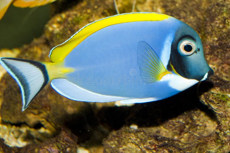 Powder Blue Tang in Aquarium Stock Photo - Image of exotic, blue: 13083024