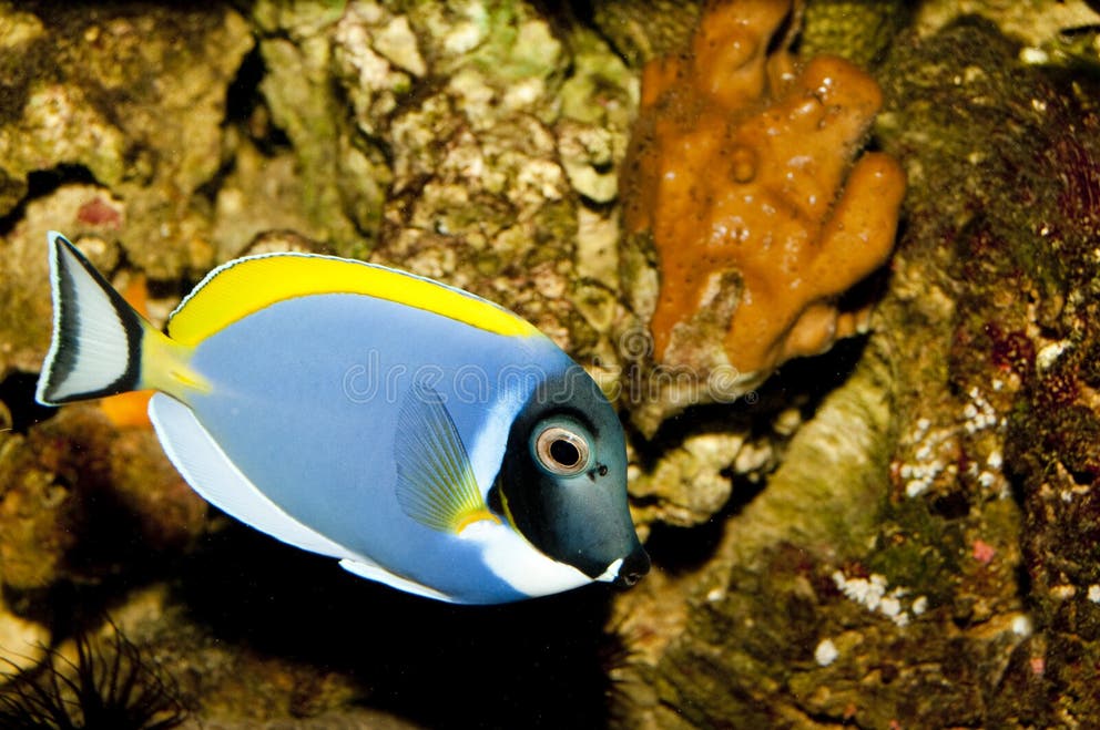 Powder Blue Tang in Aquarium Stock Photo - Image of tang, powder: 13422122