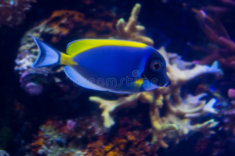 Powder Blue Tang stock photo. Image of ocean, indian - 30174622