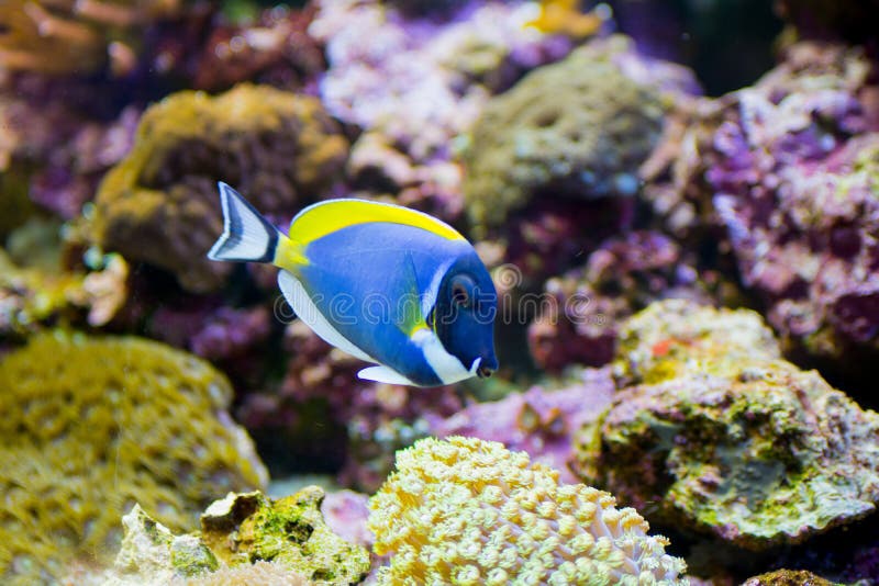 Powder Blue Tang fish stock image. Image of aquatic, yellow - 72137401
