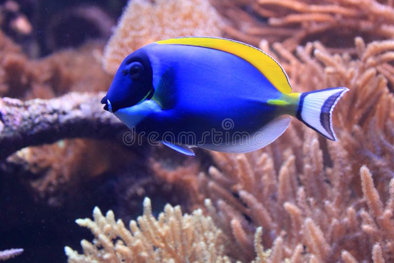 Powder blue tang stock photo. Image of fish, powder, blue - 32914212