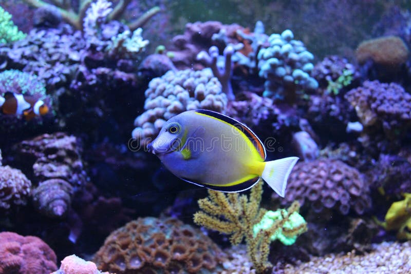 Powder Brown Tang - Acanthurus Japonicus Stock Photo - Image of ...