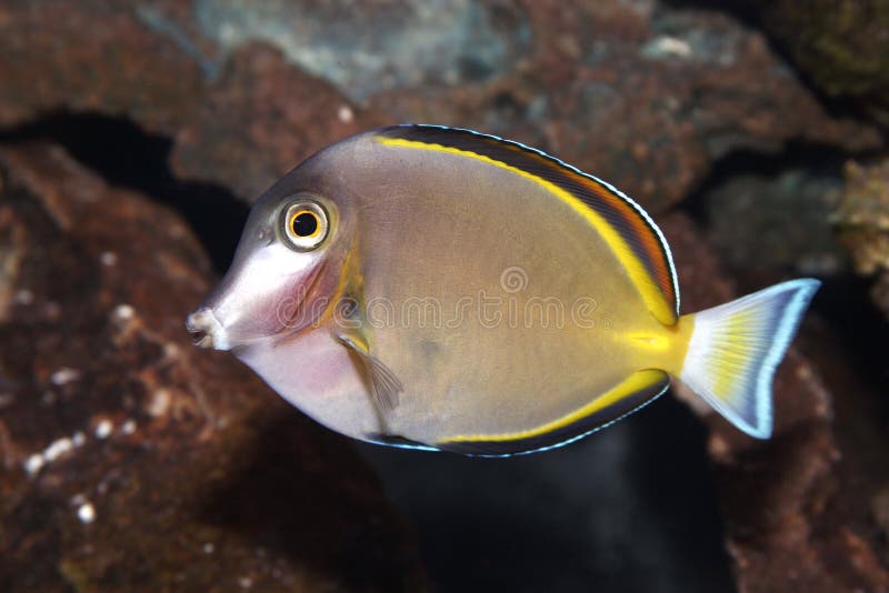 Powder Brown Tang Fish stock photo. Image of tang, aquariums - 1984038