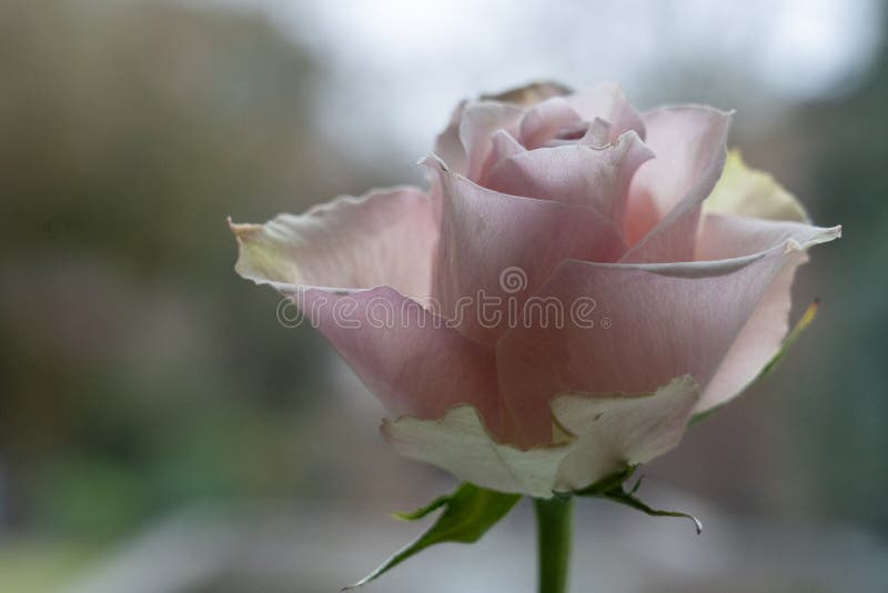 Powder pink rose stock photo. Image of pink, backlight - 240209842