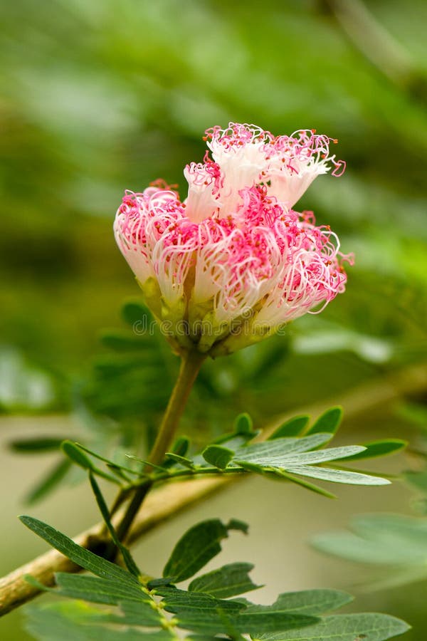 Powder Puff flower micro stock image. Image of bloom - 161766939