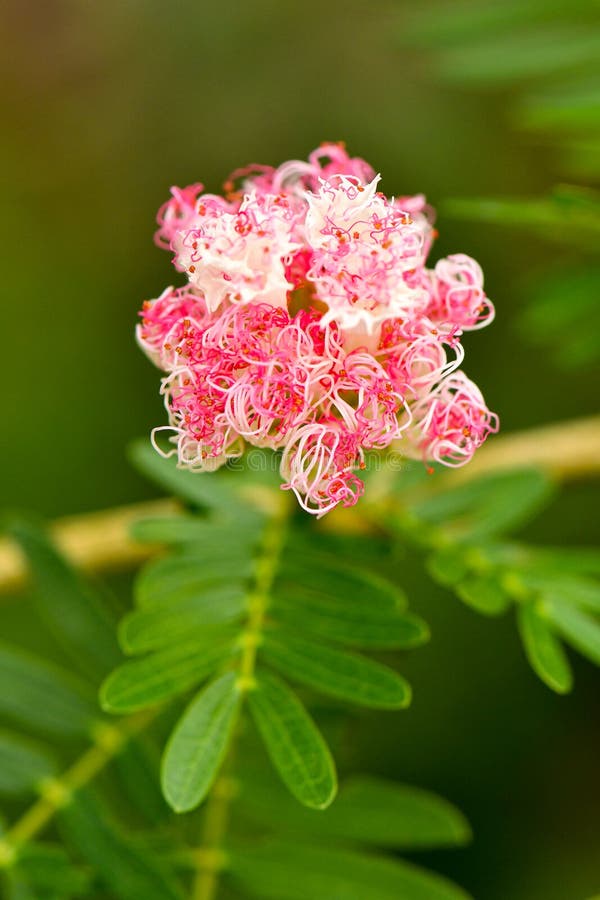 Powder Puff flower micro stock image. Image of natural - 161766957