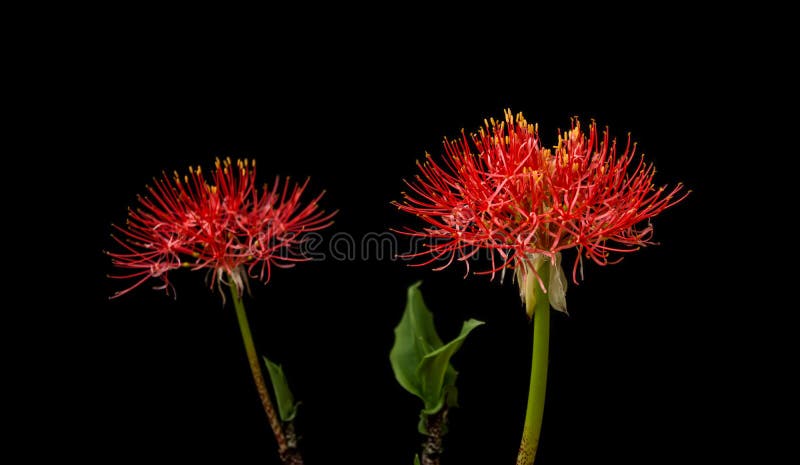 Powder Puff Lily on Black Background Stock Photo - Image of petal ...