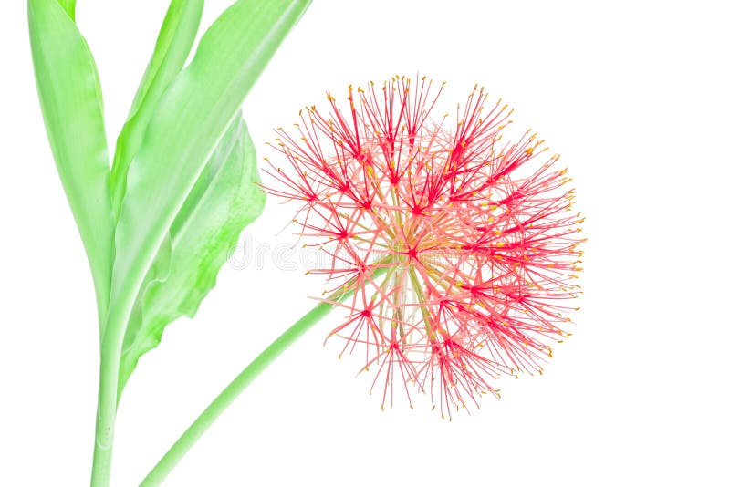 Powder puff lily stock image. Image of isolated, flower - 58502705