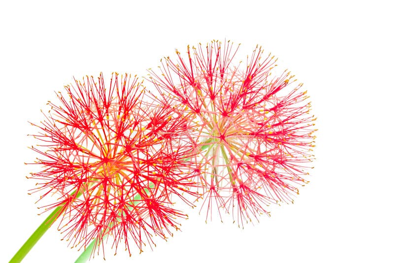Powder puff lily stock photo. Image of spherical, fresh - 58502732