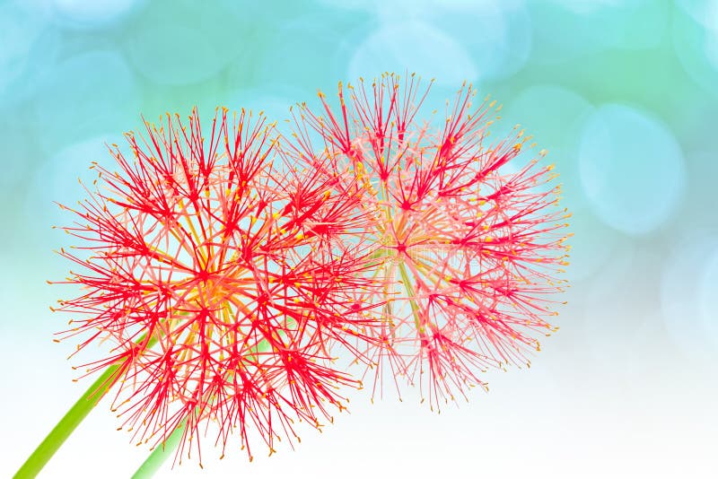 Powder puff lily stock image. Image of isolated, powder - 58502743