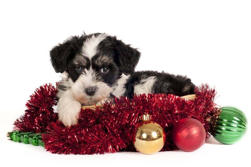 Powder-puff puppy stock image. Image of lapdog, xmas - 17412819