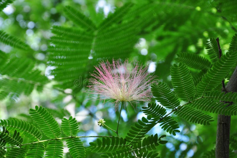 Powder Puff tree blossom stock photo. Image of fauna - 15082272