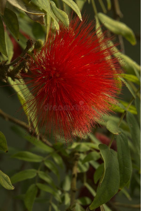 The Powder Puff Tree Calliandra Haematocephala. Stock Photo - Image of ...