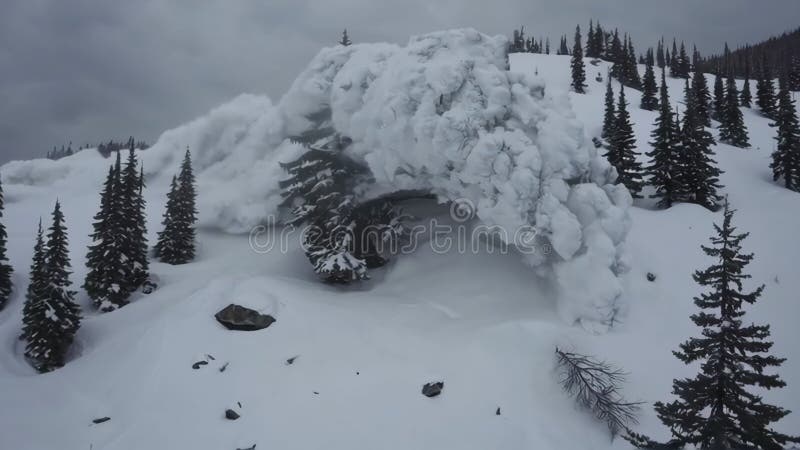 Powder Snow Falling from a Conifer after an Avalanche Stock Footage ...
