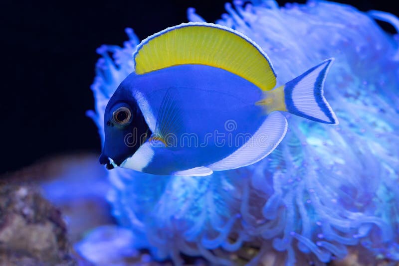 A Powderblue Surgeonfish stock photo. Image of depth - 245578926
