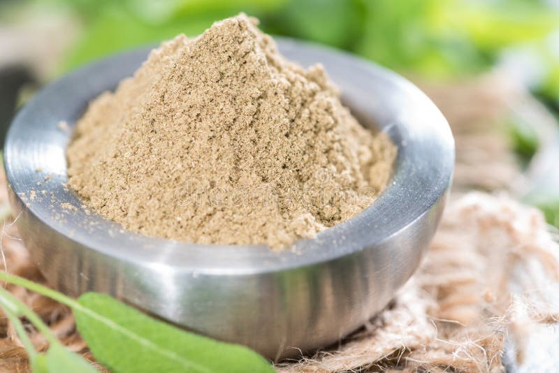 Powdered Sage stock image. Image of closeup, houseplant - 37941213