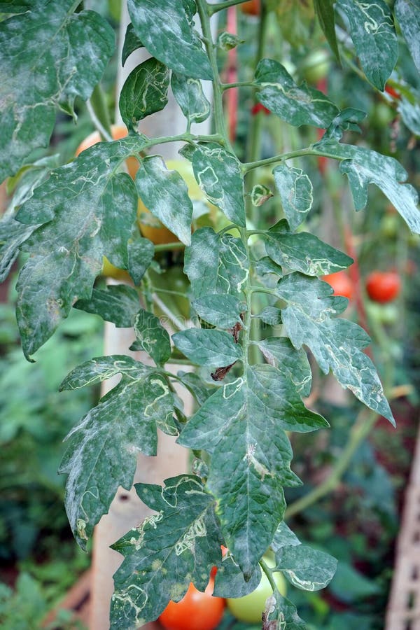 Powdery Mildew Disease Symptom and Leaf Miner Symptom on Tomato Leaf ... Powdery Mildew Disease Symptom and Leaf Miner Symptom on Tomato Leaf ...