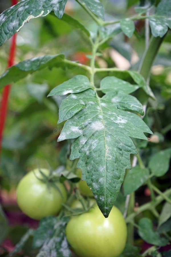 Tomato Powdery Mildew Stock Photos - Free & Royalty-Free Stock Photos ...