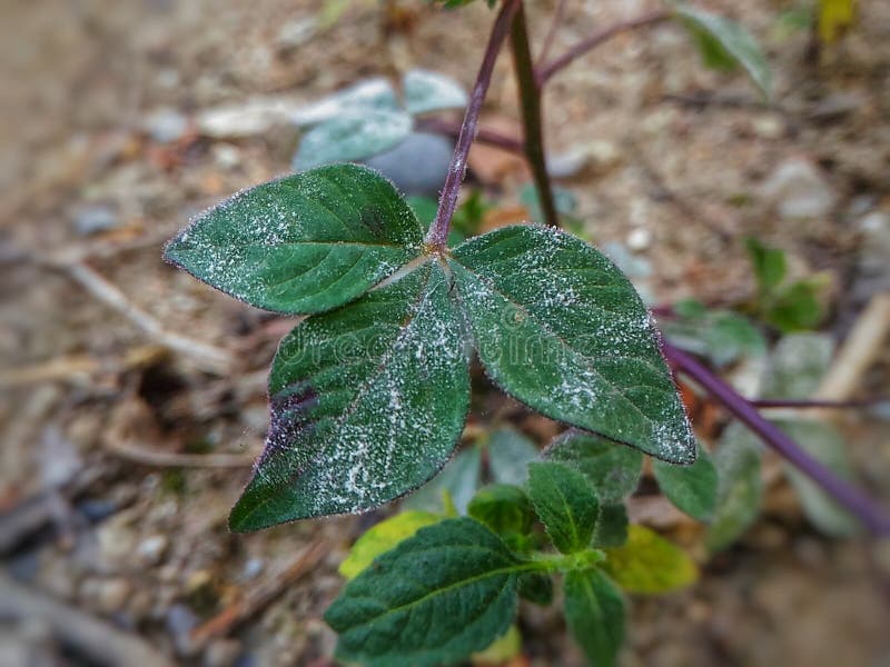 Powdery mildew stock image. Image of wide, affects, range - 109836709